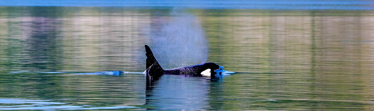 San Juan Clipper Wildlife Tour Photography