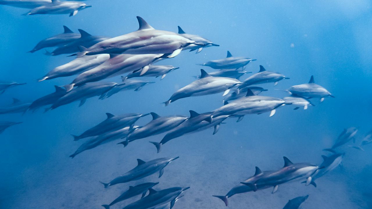 Hawaii Dolphin